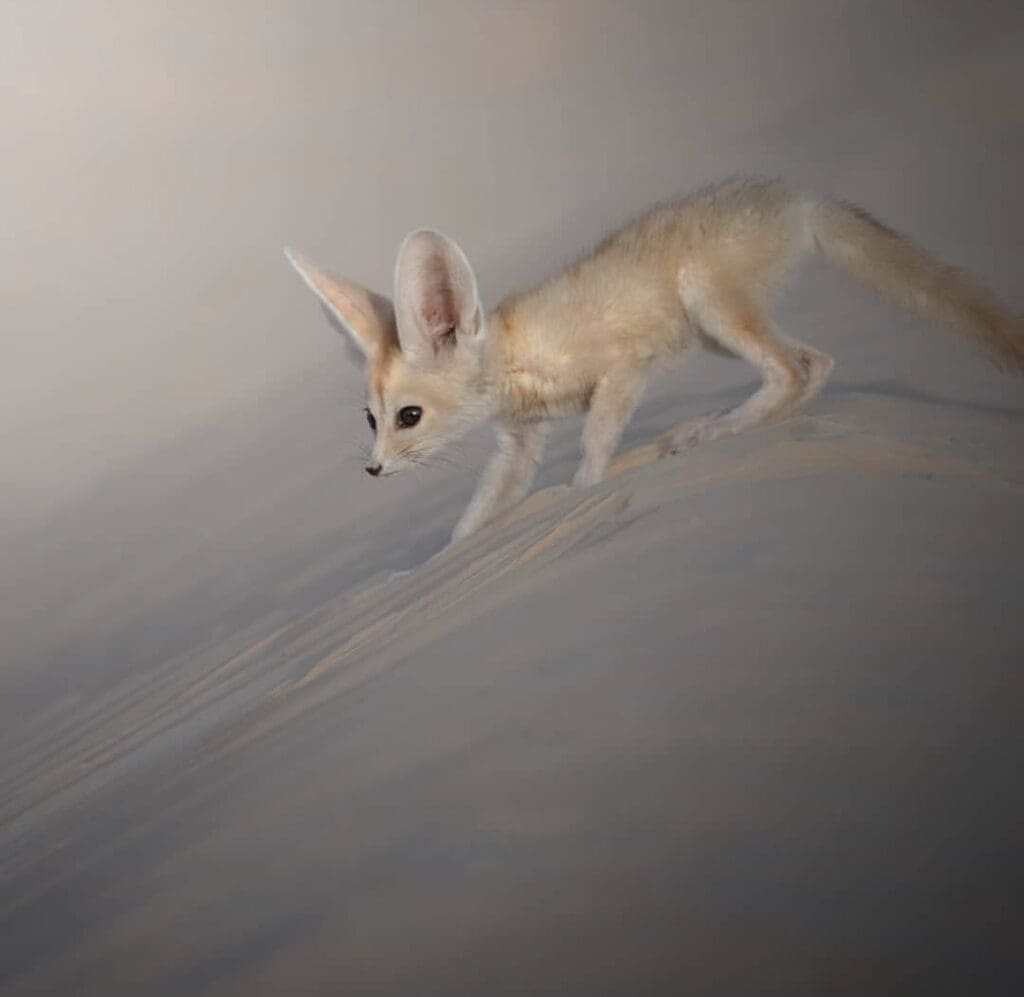 Get To Know The Fennec Fox - Facts, Myths and Photos | Wildest