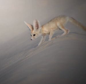 Get To Know The Fennec Fox - Facts, Myths and Photos | Wildest