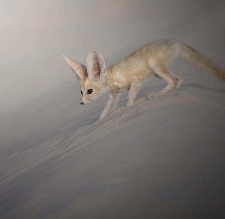 Get To Know The Fennec Fox - Facts, Myths and Photos | Wildest
