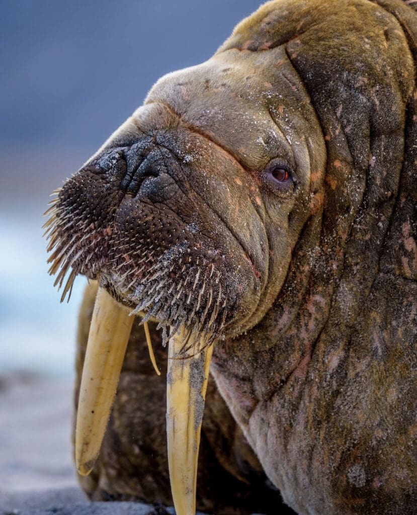 Get to Know The Walrus - Facts, Myths and Photos | Wildest