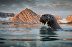 Get to Know The Walrus - Facts, Myths and Photos | Wildest