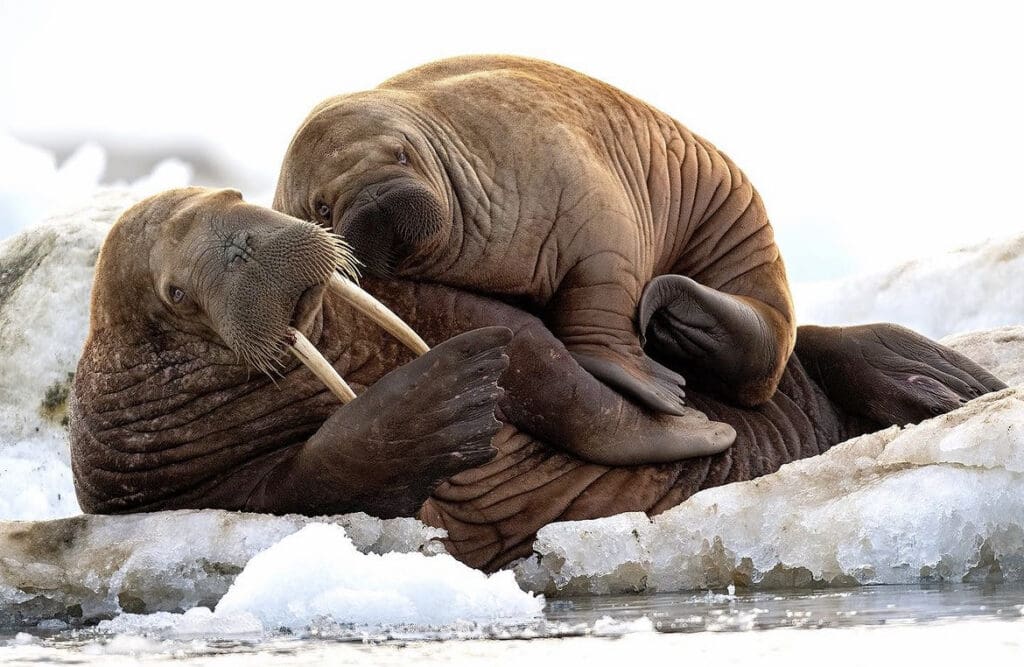 Get to Know The Walrus - Facts, Myths and Photos | Wildest