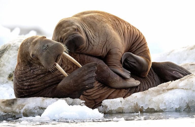Get to Know The Walrus - Facts, Myths and Photos | Wildest