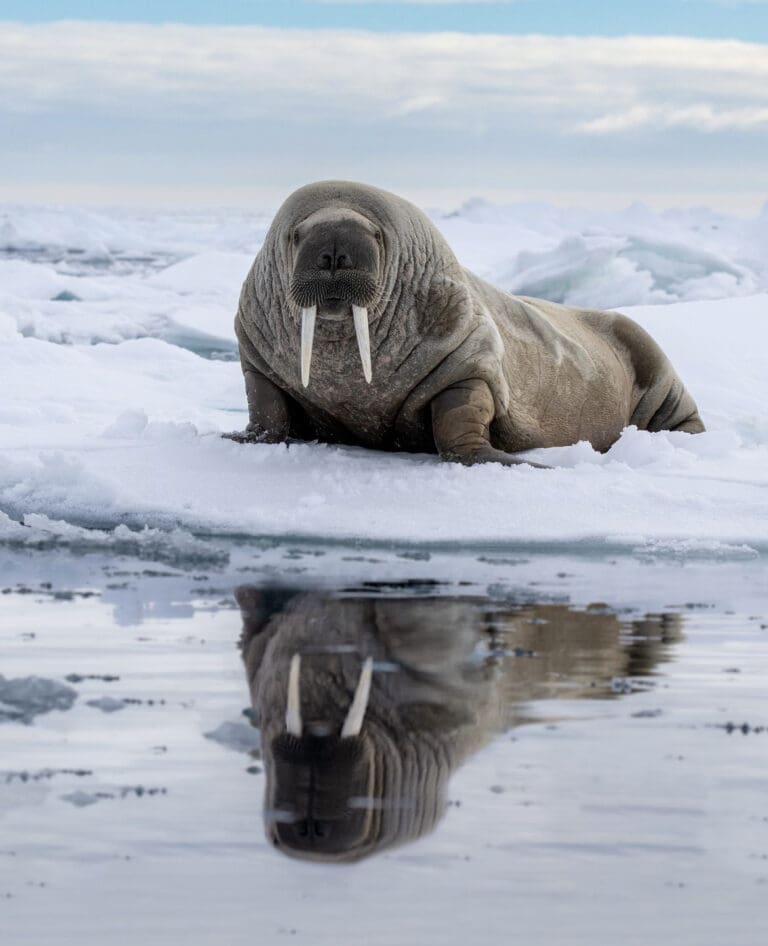 Get to Know The Walrus - Facts, Myths and Photos | Wildest