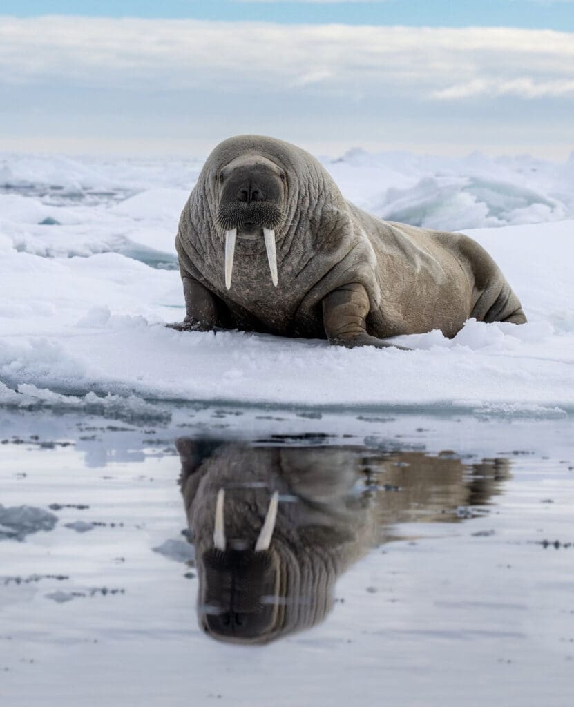 Get to Know The Walrus - Facts, Myths and Photos | Wildest