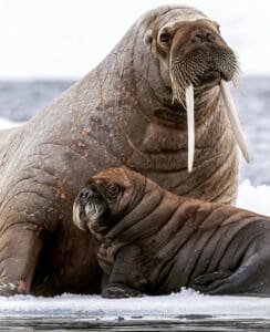 Get to Know The Walrus - Facts, Myths and Photos | Wildest