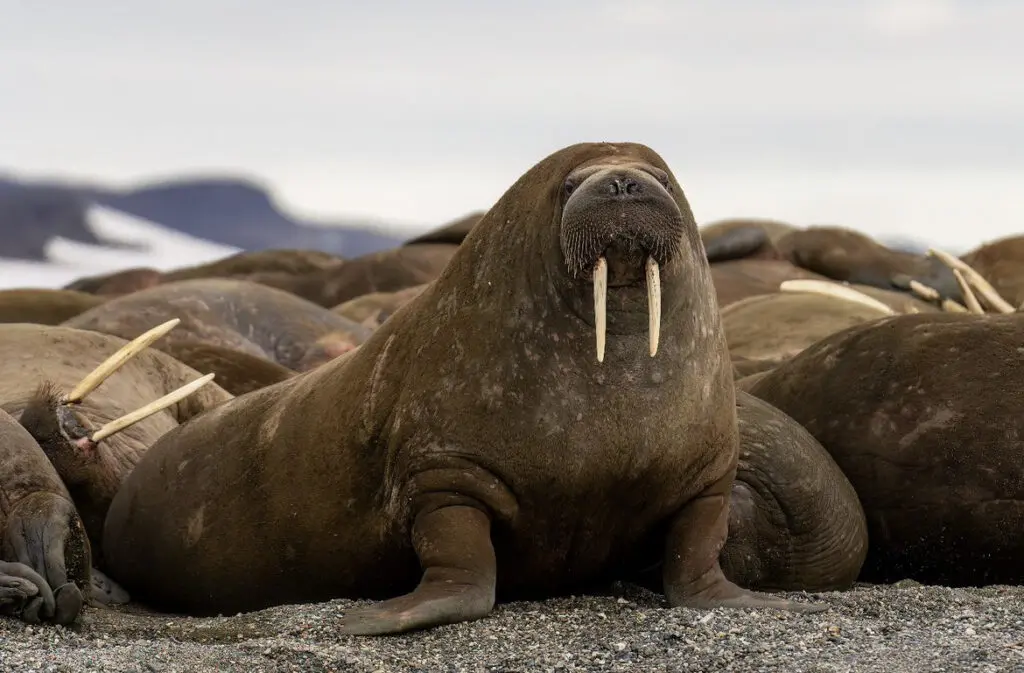 Get to Know The Walrus - Facts, Myths and Photos | Wildest