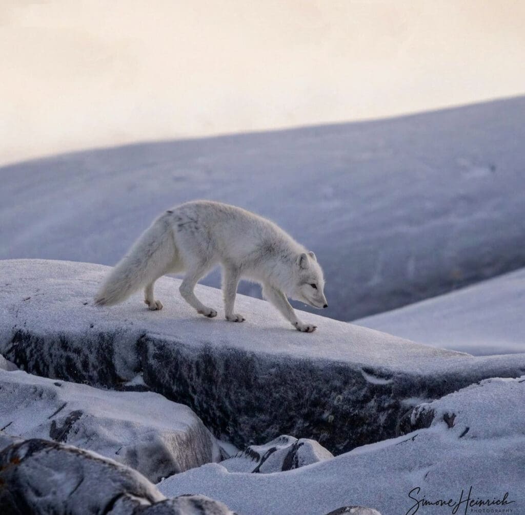 Get to know The Arctic Fox - Facts, Myths and Photos | Wildest