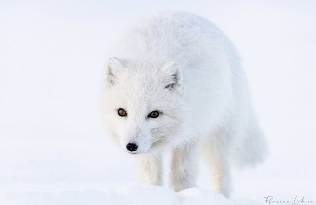 Get to know The Arctic Fox - Facts, Myths and Photos | Wildest