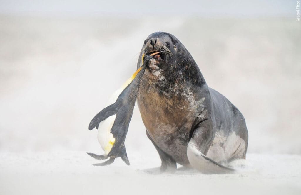 Get To Know The Sea Lion - Facts, Myths and Photos | Wildest
