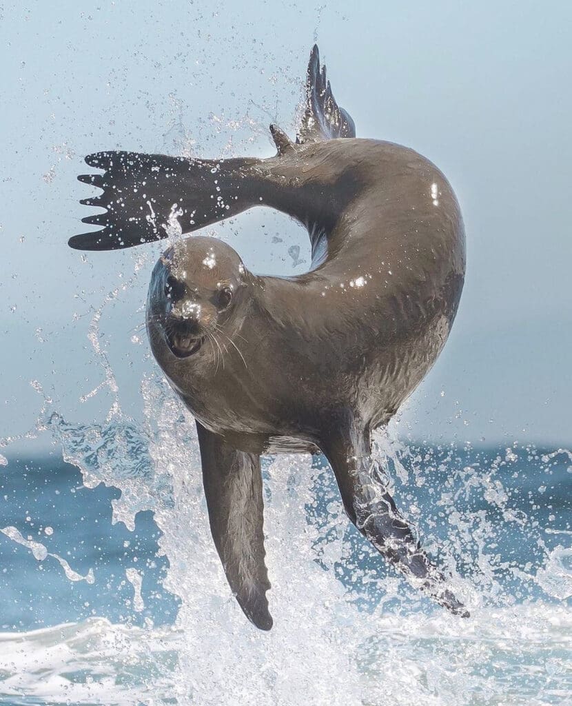 Get To Know The Sea Lion - Facts, Myths and Photos | Wildest