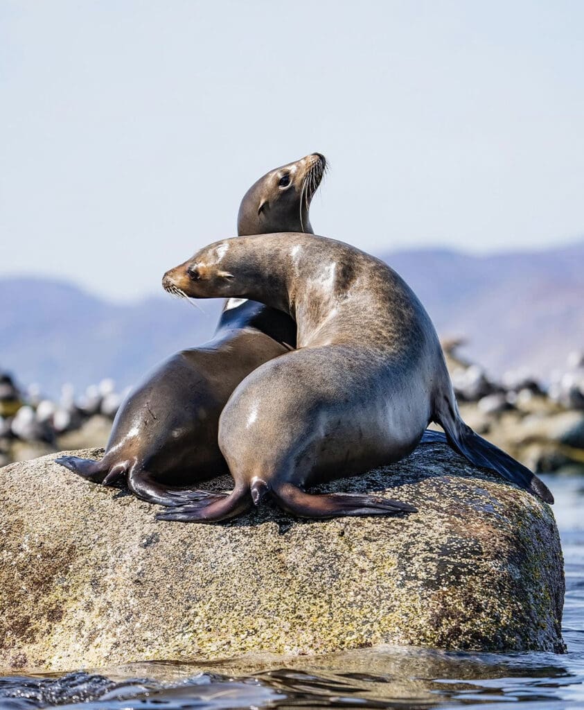 Get To Know The Sea Lion - Facts, Myths and Photos | Wildest
