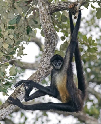 Get To Know The Spider Monkey - Facts, Myths and Photos | Wildest
