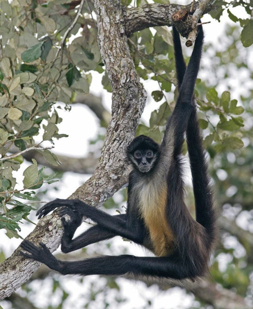 Get To Know The Spider Monkey - Facts, Myths and Photos | Wildest