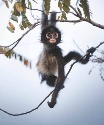 Get To Know The Spider Monkey - Facts, Myths and Photos | Wildest