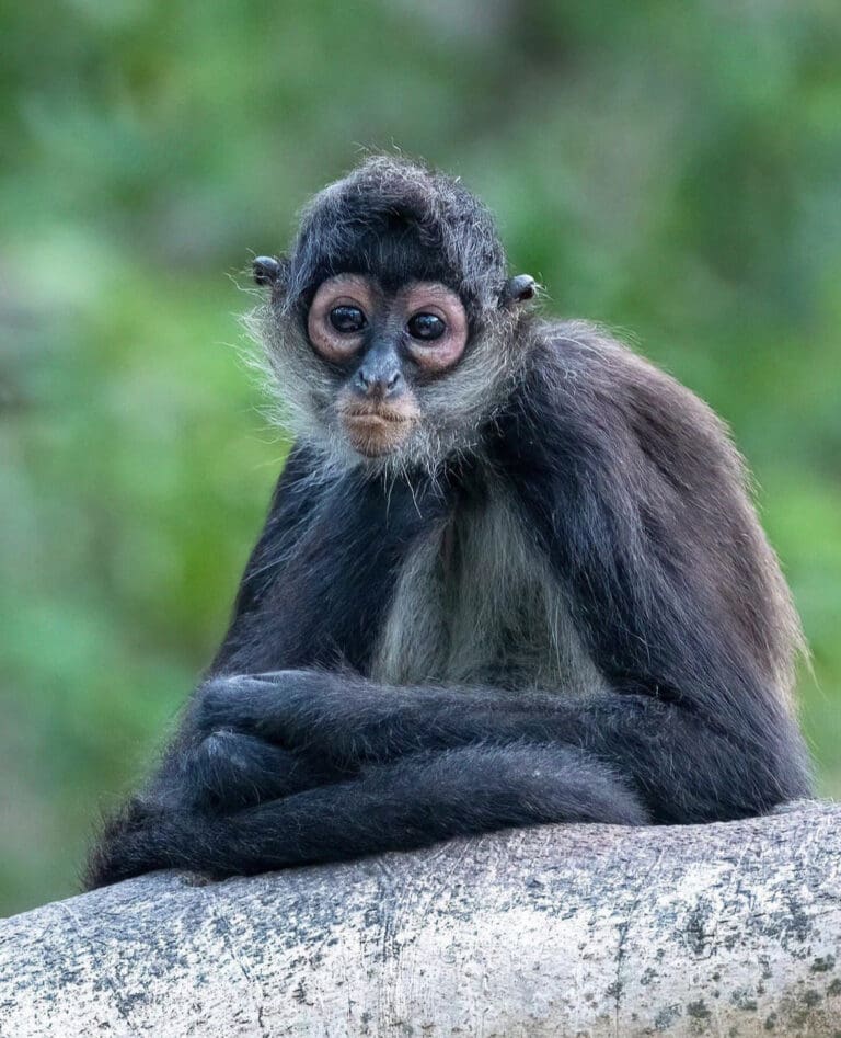 Get To Know The Spider Monkey - Facts, Myths and Photos | Wildest