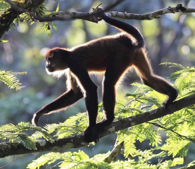 Get To Know The Spider Monkey - Facts, Myths and Photos | Wildest
