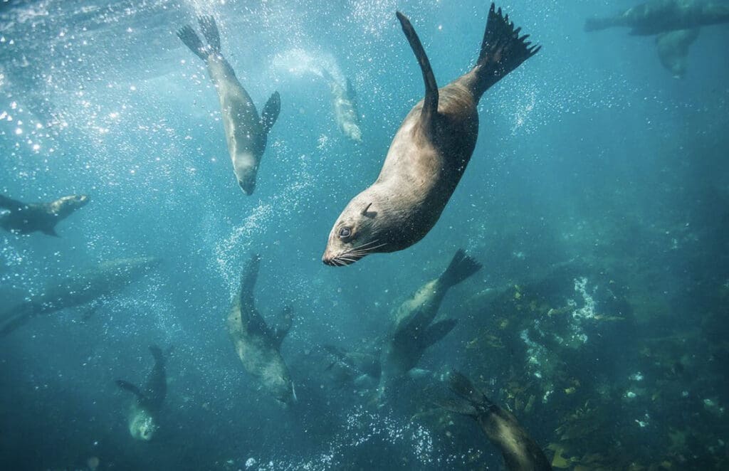 Get To Know The Cape Fur Seal - Facts, Myths and Photos | Wildest
