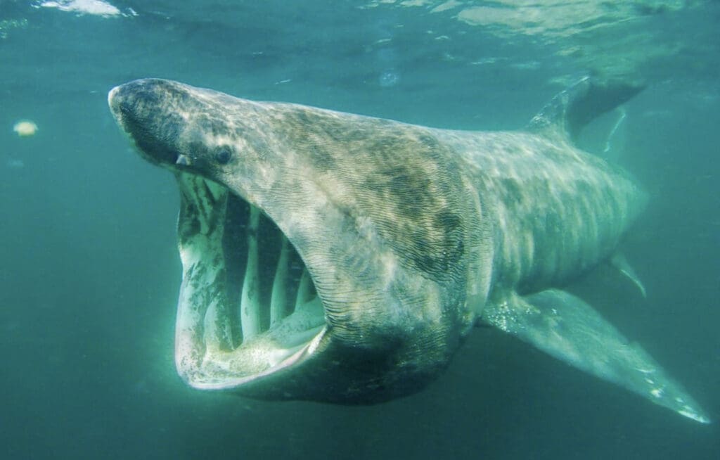 Get To Know The Basking Shark - Facts, Myths and Photos | Wildest