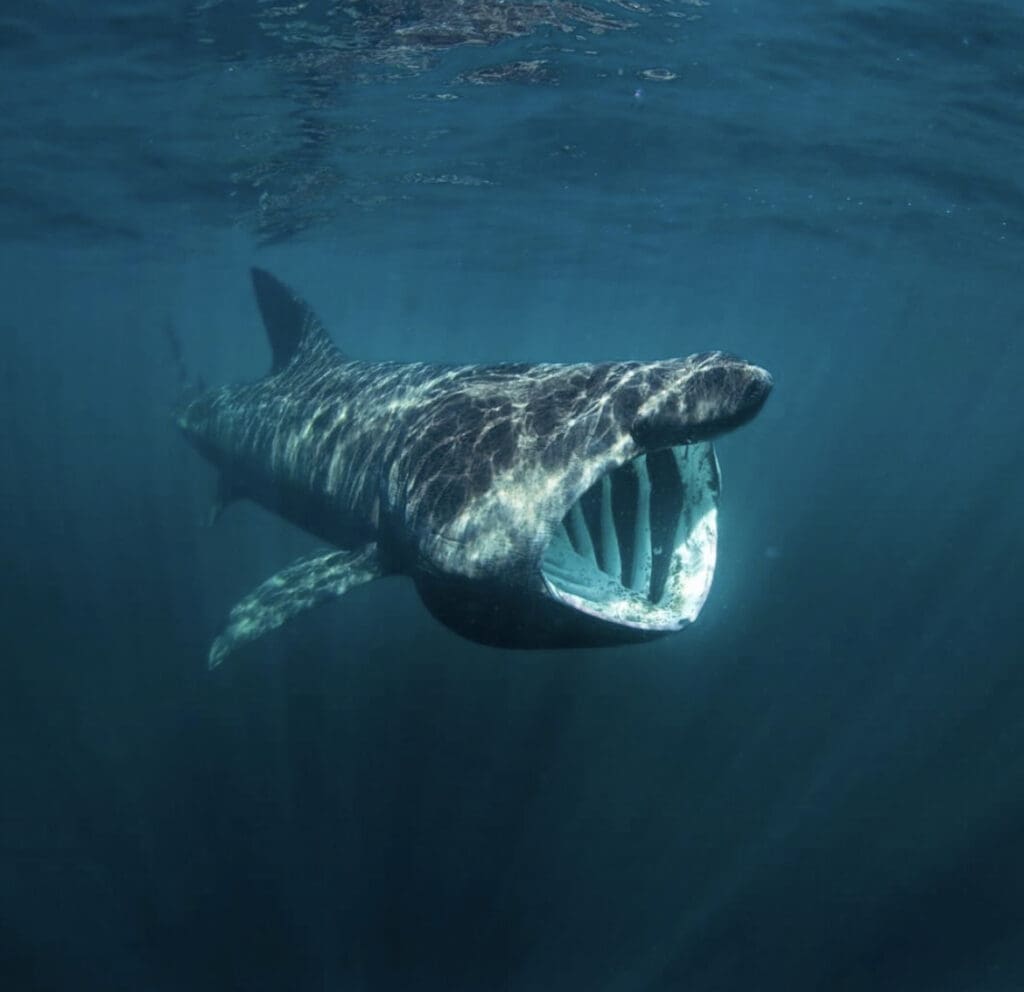 Get To Know The Basking Shark - Facts, Myths and Photos | Wildest
