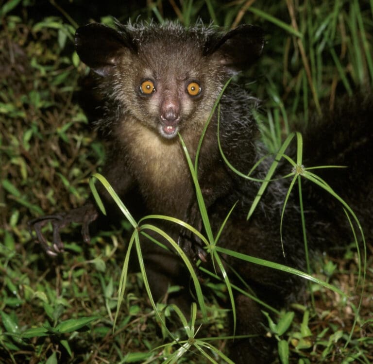 The 15 Weirdest Animals on Earth - Facts and Photos | Wildest