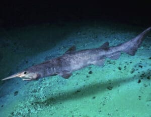 The 15 Weirdest Animals on Earth - Facts and Photos | Wildest
