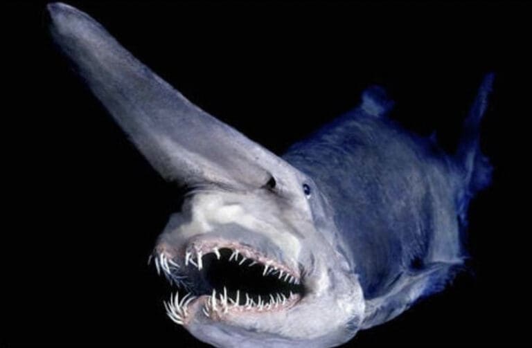 The 12 Weirdest Underwater Animals - Facts and Photos | Wildest