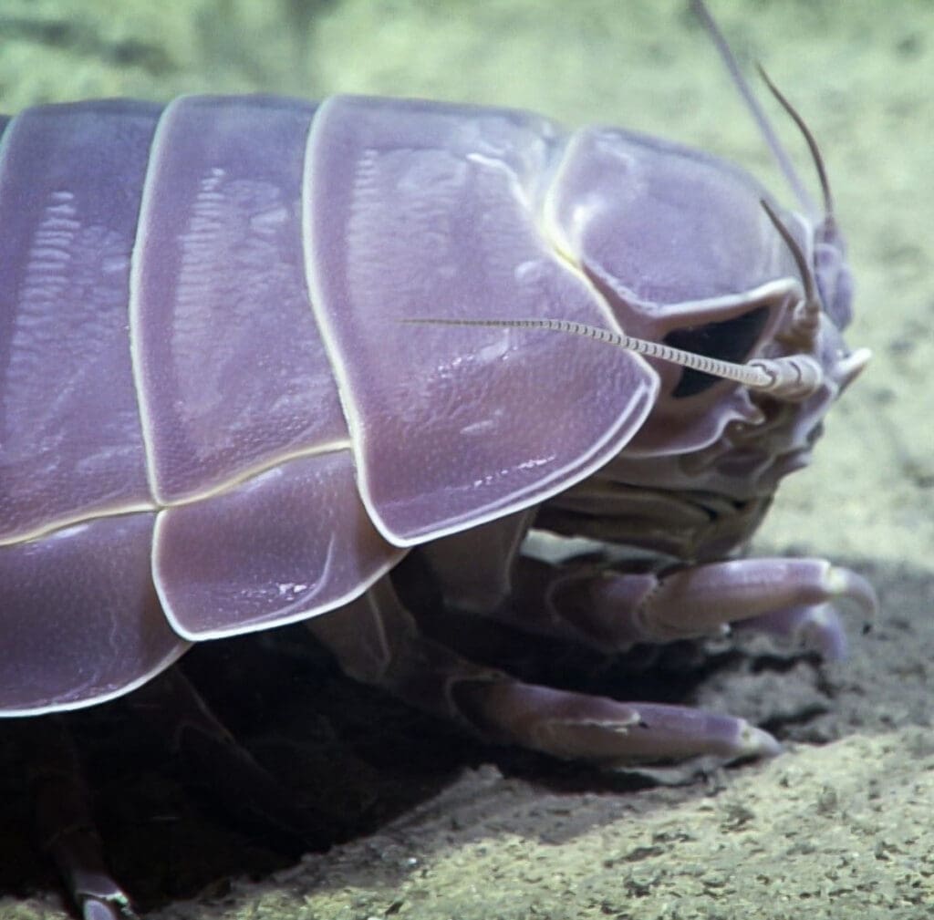 The 12 Weirdest Underwater Animals - Facts and Photos | Wildest