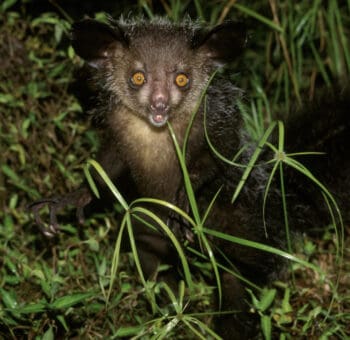 Get To Know The Aye-Aye - Facts, Myths and Photos | Wildest