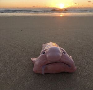 Get To Know The Blob Fish - Facts, Myths and Photos | Wildest