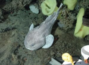 Get To Know The Blob Fish - Facts, Myths and Photos | Wildest