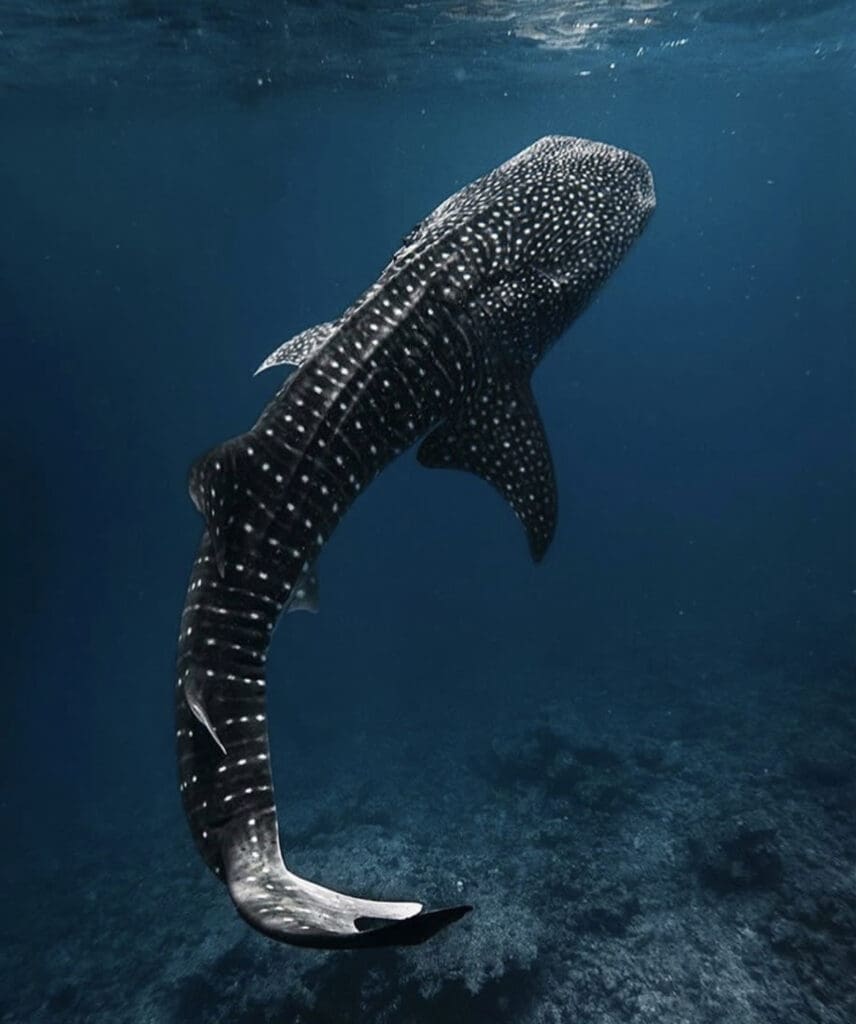 Get To Know The Whale Shark - Facts, Myths and Photos | Wildest
