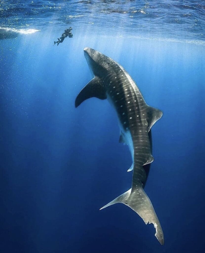 Get To Know The Whale Shark - Facts, Myths and Photos | Wildest