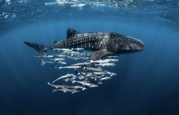 Get To Know The Whale Shark - Facts, Myths and Photos | Wildest