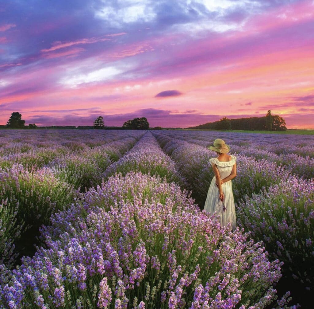 The 10 Best Places to See Lavender Fields in Provence | Wildest