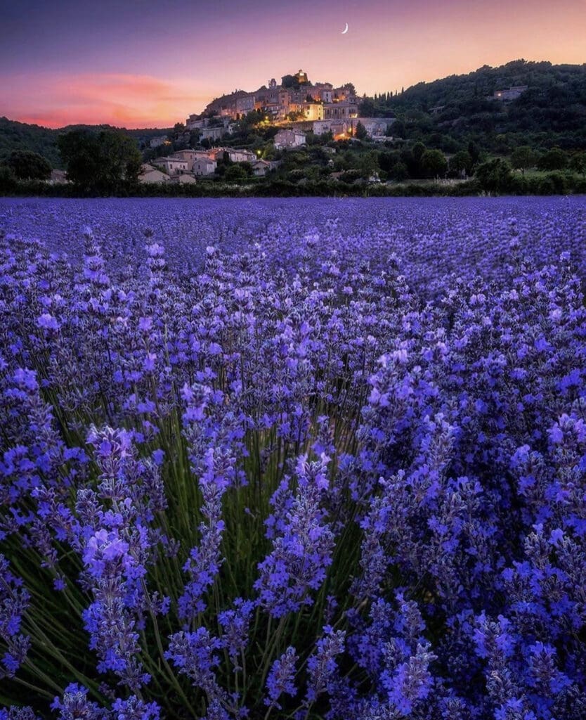 The 10 Best Places to See Lavender Fields in Provence | Wildest