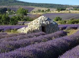 The 10 Best Places to See Lavender Fields in Provence | Wildest