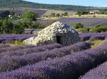 The 10 Best Places to See Lavender Fields in Provence | Wildest