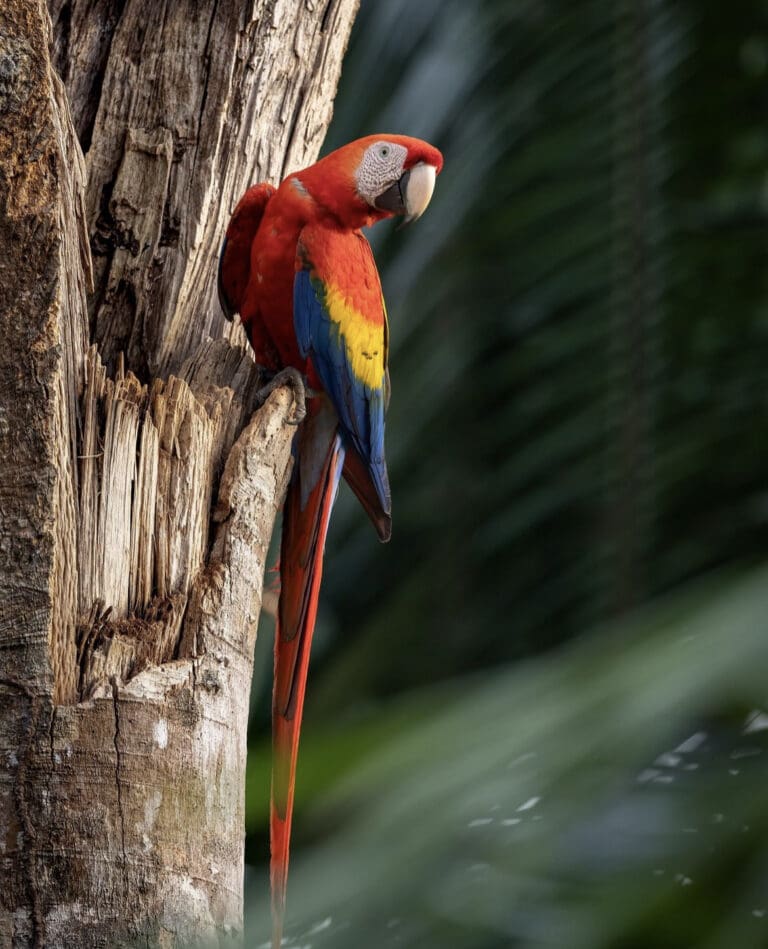 Get To Know The Macaw - Facts, Myths and Photos | Wildest