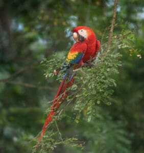 Get To Know The Macaw - Facts, Myths and Photos | Wildest