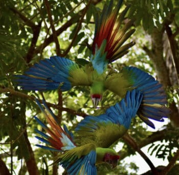 Get To Know The Macaw - Facts, Myths and Photos | Wildest