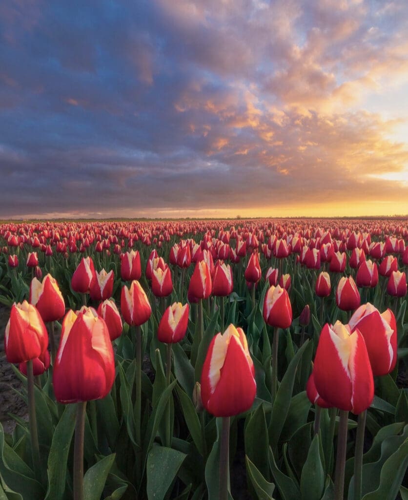 10 Beautiful Tulip Gardens Near Amsterdam | Wildest