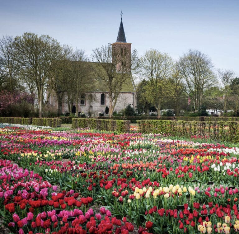 10 Beautiful Tulip Gardens Near Amsterdam | Wildest