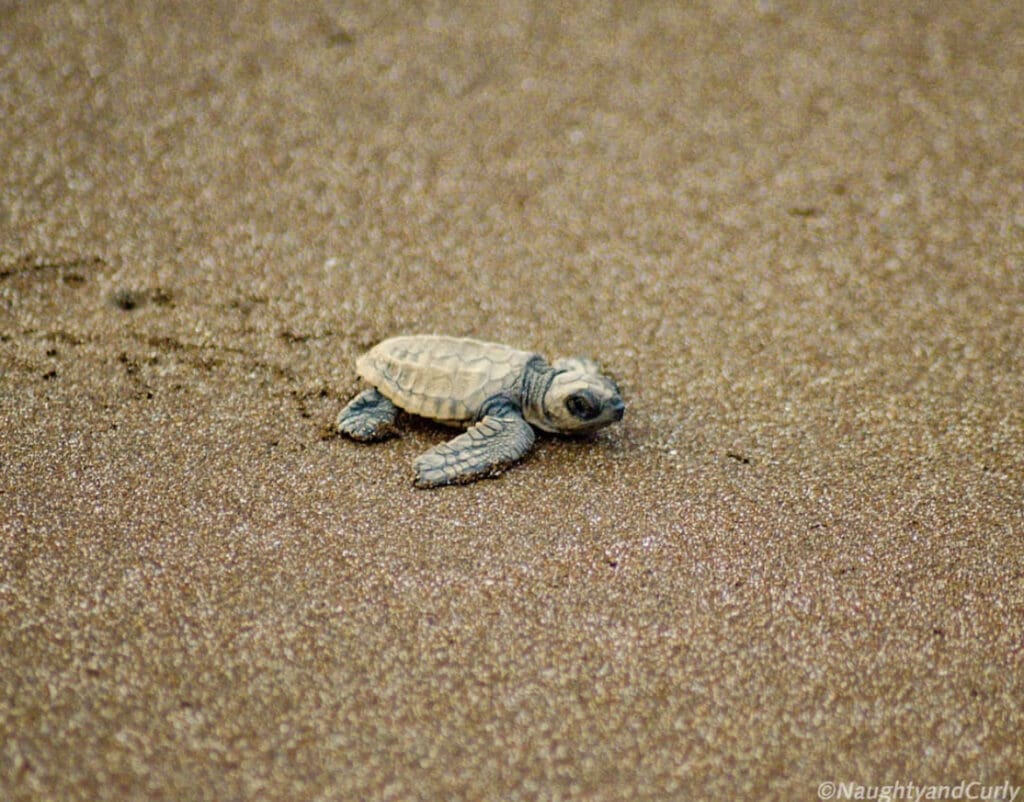 Get To Know The Olive Ridley Turtle - Photos, Where To See Them