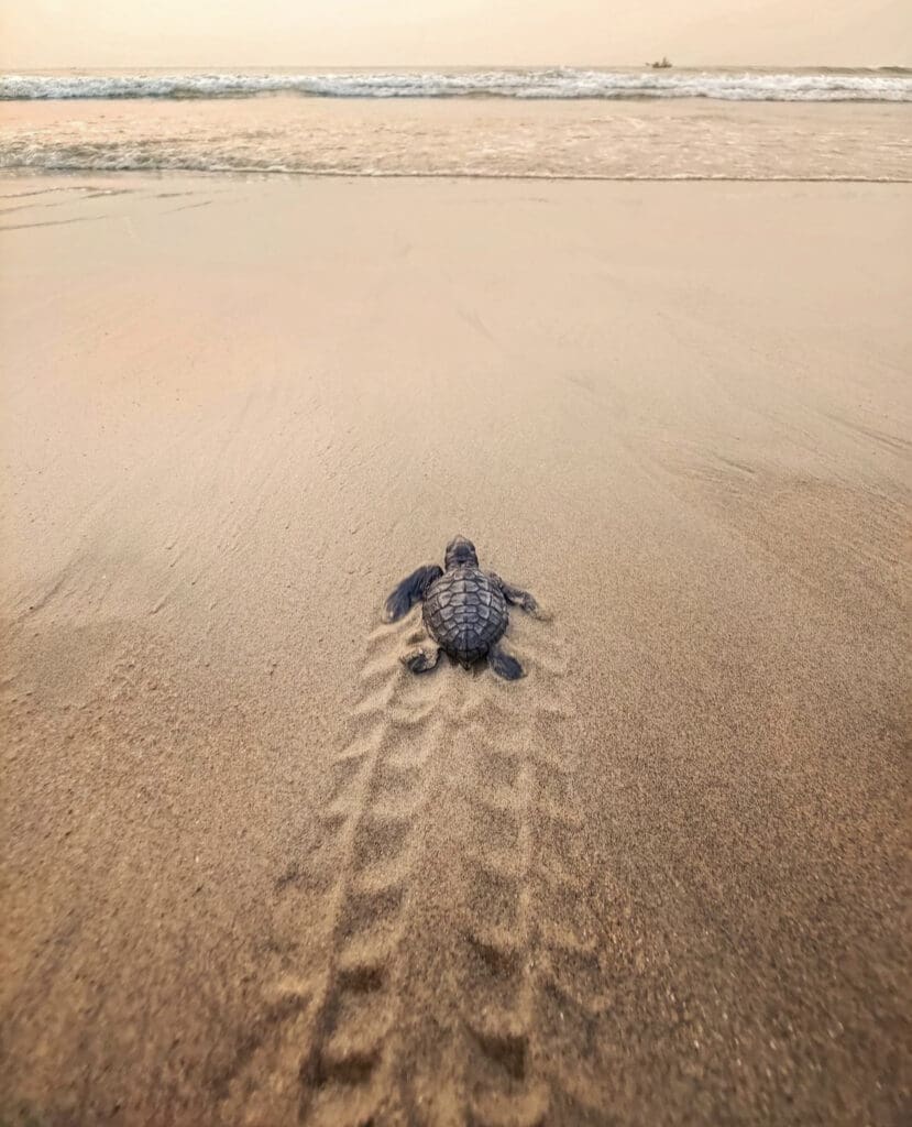 Get To Know The Olive Ridley Turtle - Photos, Where To See Them