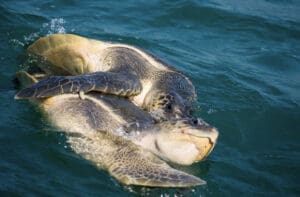 Get To Know The Olive Ridley Turtle - Photos, Where To See Them