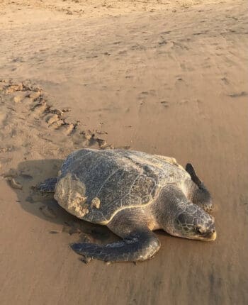 Get To Know The Olive Ridley Turtle - Photos, Where To See Them