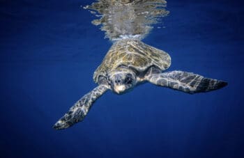 Get To Know The Olive Ridley Turtle - Photos, Where To See Them