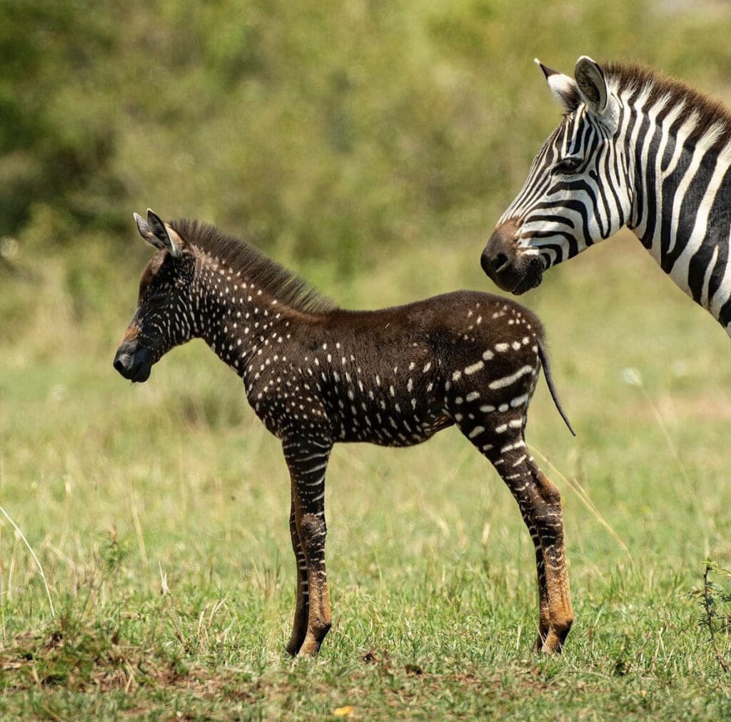 Meet Tira - the Polka-dotted Zebra | Wildest