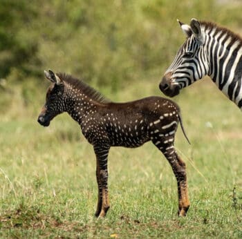 Meet Tira - the Polka-dotted Zebra | Wildest